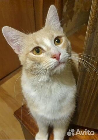 Юный кот-добряк Персик ищет дом