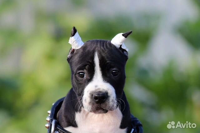 Мальчик амстаффа 2 месяца