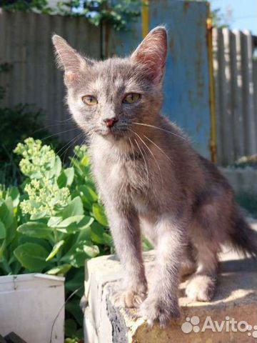Котенок