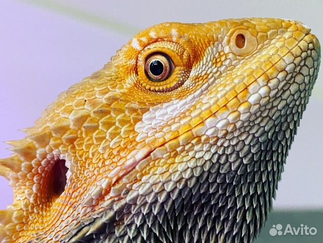 Бородатая агама с террариумом