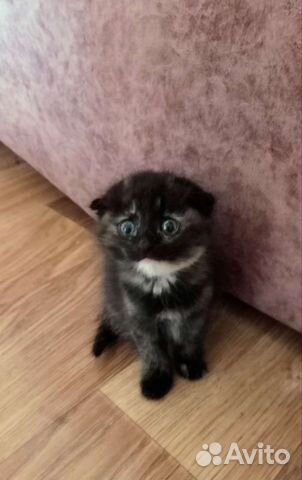 Котята помесь