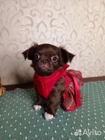 Шоколадная девочка чихуа