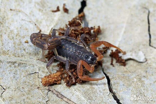 Скорпион Janalychas(Lychas) tricarinatus