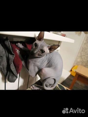 Канадский сфинкс