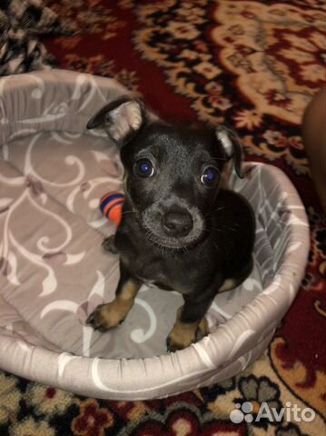 Маленькая собака той-терьер