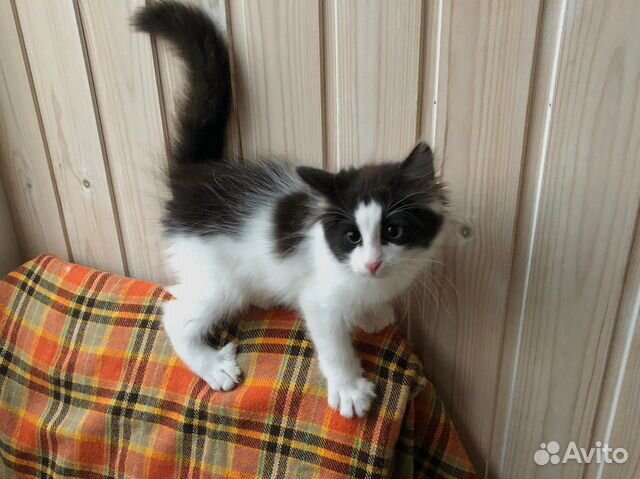 Кузька ищет дом,2,5 мес