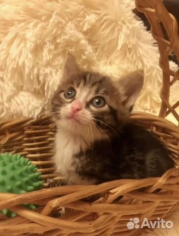 Мраморный котенок Матвейка 1,5 месяца в дар