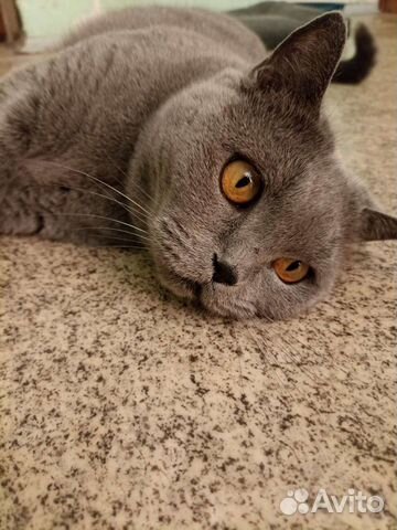 Порода не равно кошачье счастье