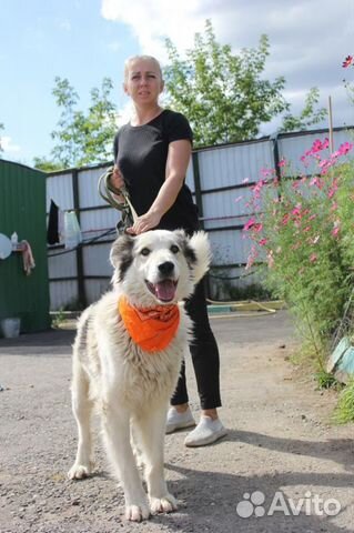 Среднеазиатская овчарка метис в дар из приюта