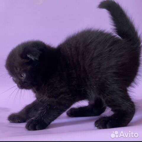 Шотландский вислоухий котенок черный окрас