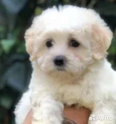 Спасти или пройти мимо