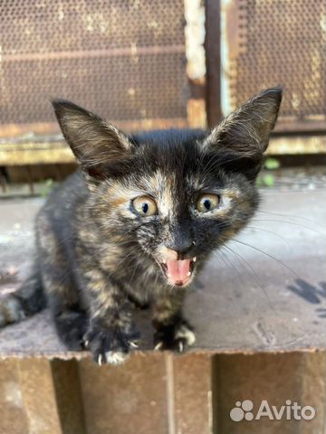 Котята в добрые руки бесплатно