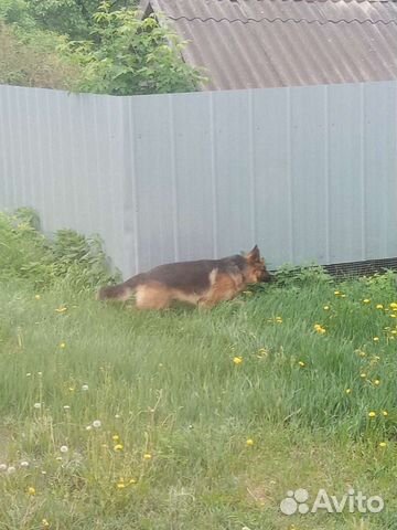 Немецкая овчарка вязка