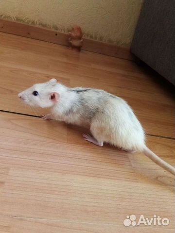 Крыса с клеткой