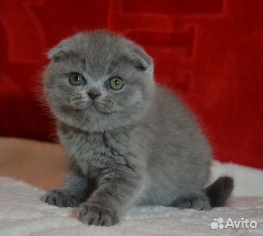 Вислоухая голубая кошечуа