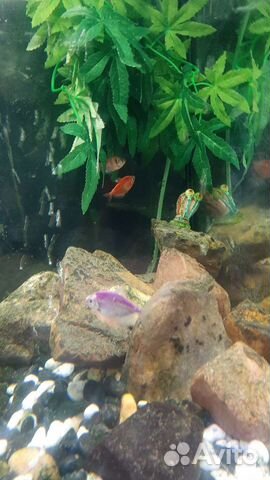 Тернеции glofish