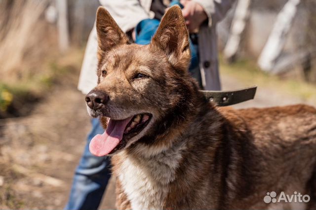 Ищет дом пёс Каспер
