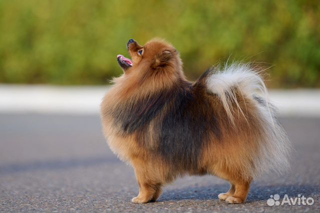 Шпиц малый для вязки мальчик