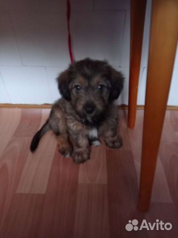 Домашние животные собаки бесплатно