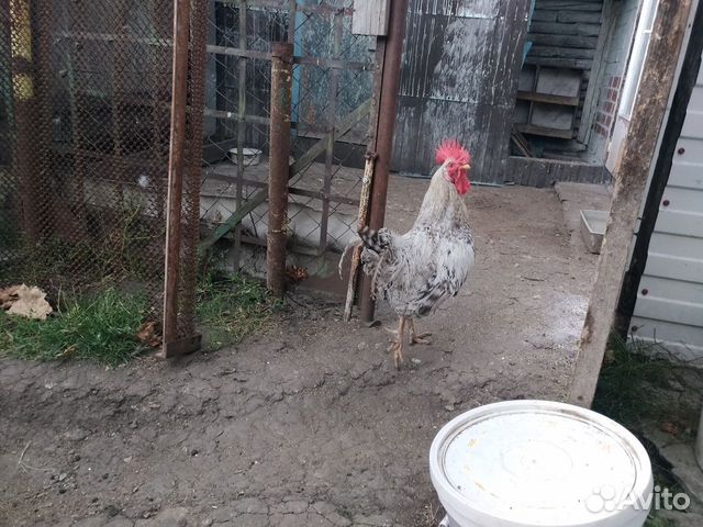 Борковская Барвистая. 1.5 года Чистокровные