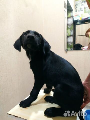 Щенок в добрые руки