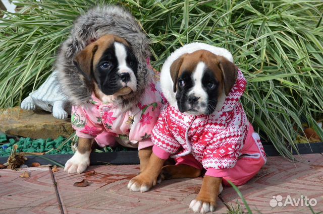 Щенки боксера девочки