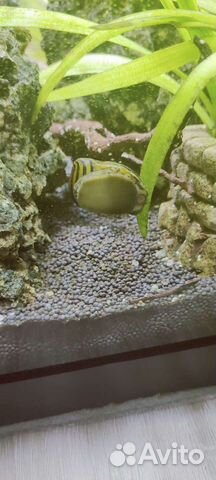 Улитка неретина(зебра)