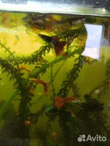 Аквариумные рыбки гуппи