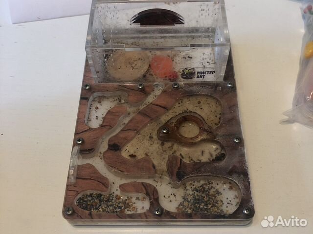 Муравьиная ферма