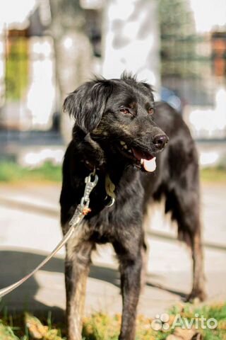 Красивый и ласковый Жужик ждёт семью