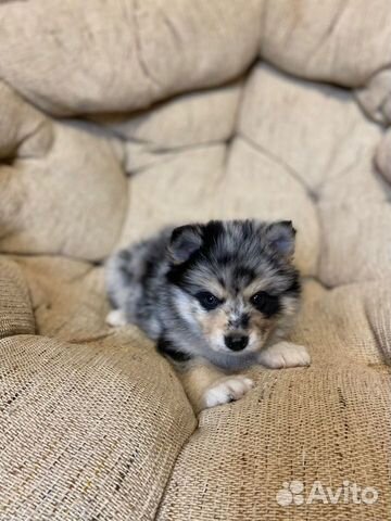 Щенки помски