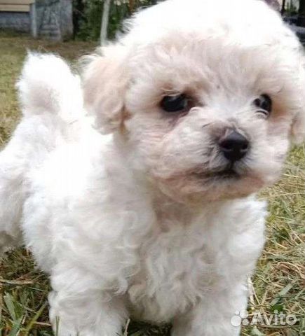 Щенки бишон фризе