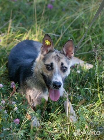 Бывшедомашняя Эстель попала в приют