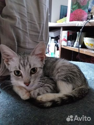 Серебристый тигр