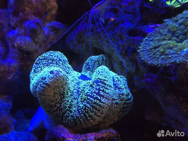 Актиния ковровая стиходактила в морской аквариум
