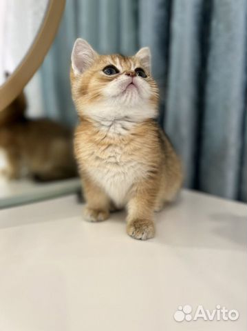 Британские котята золотая шиншилла