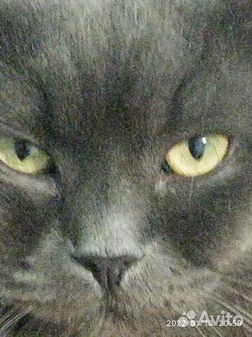 Вязка Нибелунг