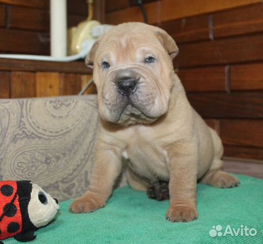 Шарики цветные