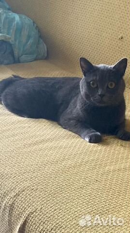 Британский кот