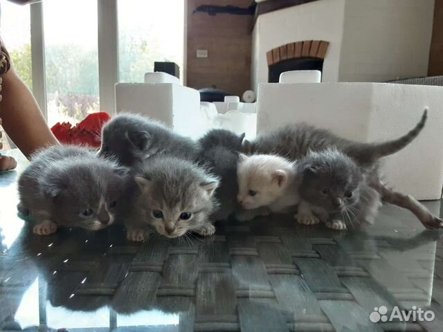 Котята в добрые руки