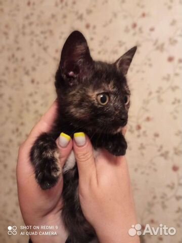 Котенок-обнимашка) постоянно урчащее чудо