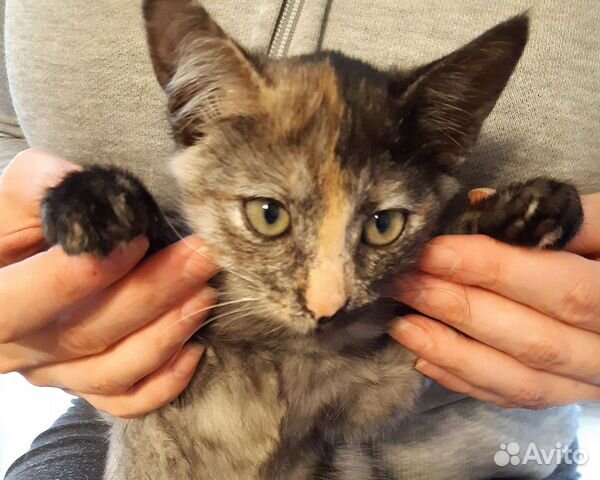 Котенок девочка 2.5 мес