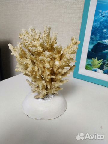 Коралл настоящий морской