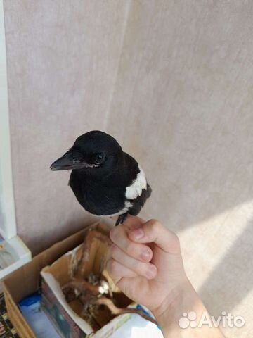 Сорока (сорочонок) ручной