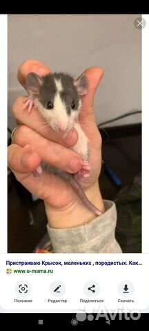 Декоративная крыса