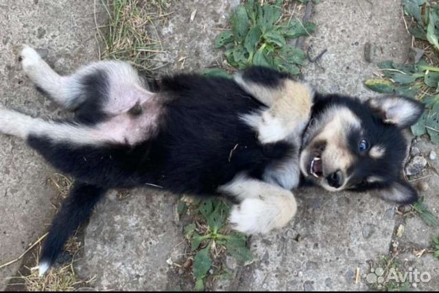 Щенки хаски бесплатно