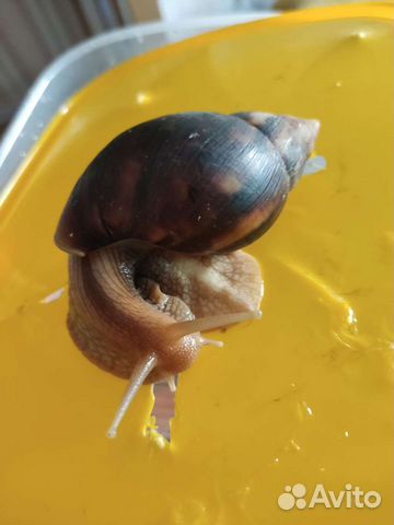 Улитка архахатин отдам бесплатно