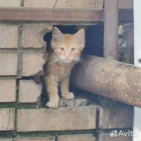 Котята дворяне