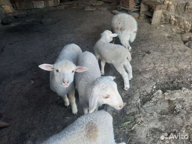 Ягнята