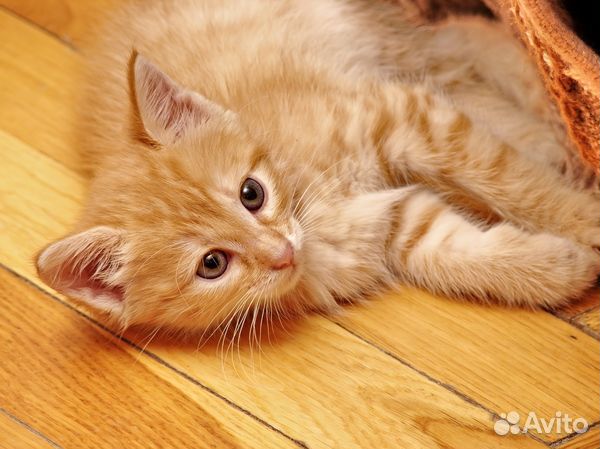 Котята ищут дом